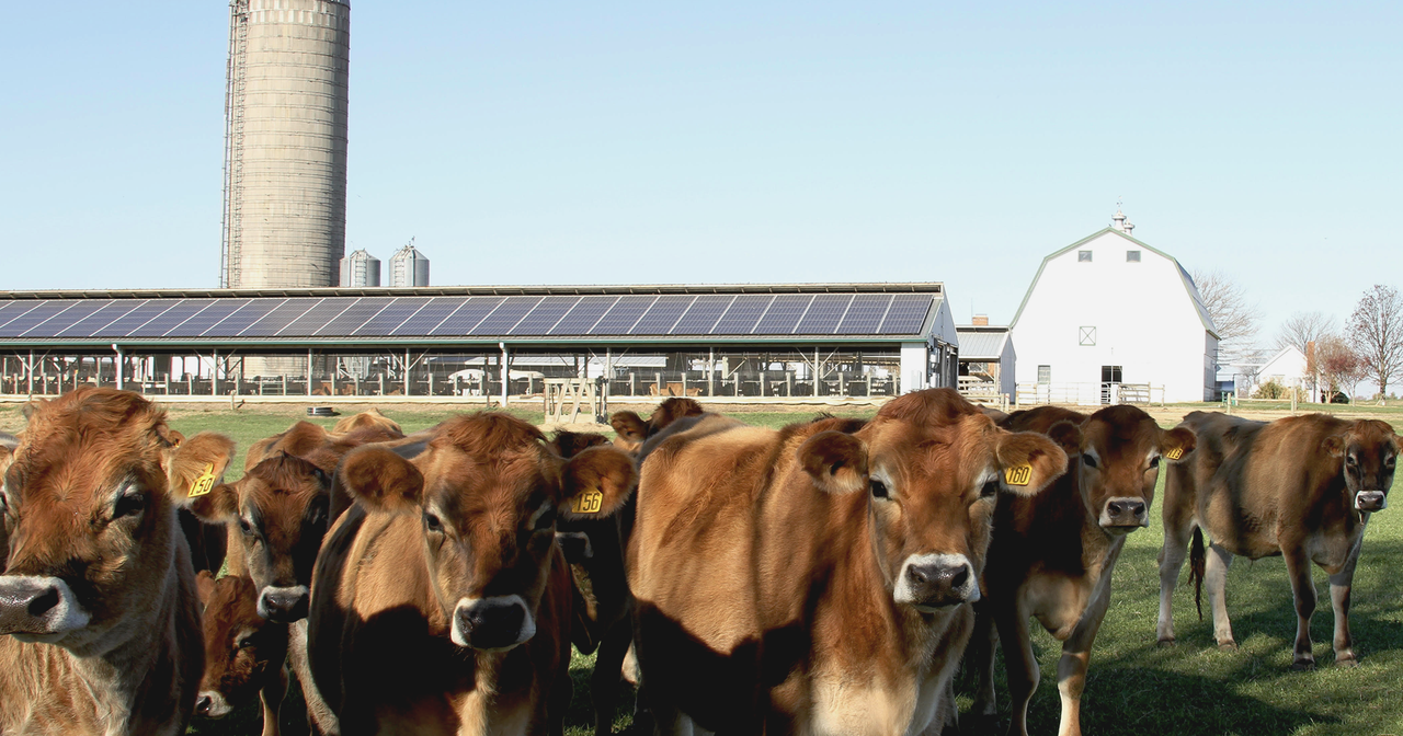 Old Cows, New Meat - Offrange