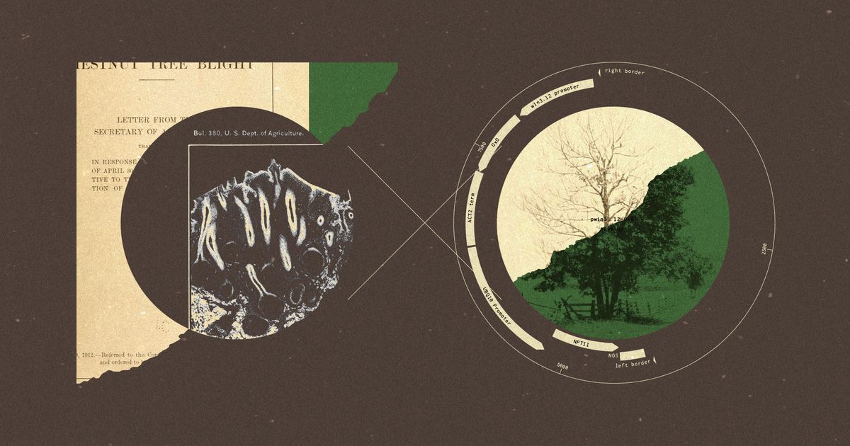 A Lab Error Just Upended Years of Work on the GMO American Chestnut ...