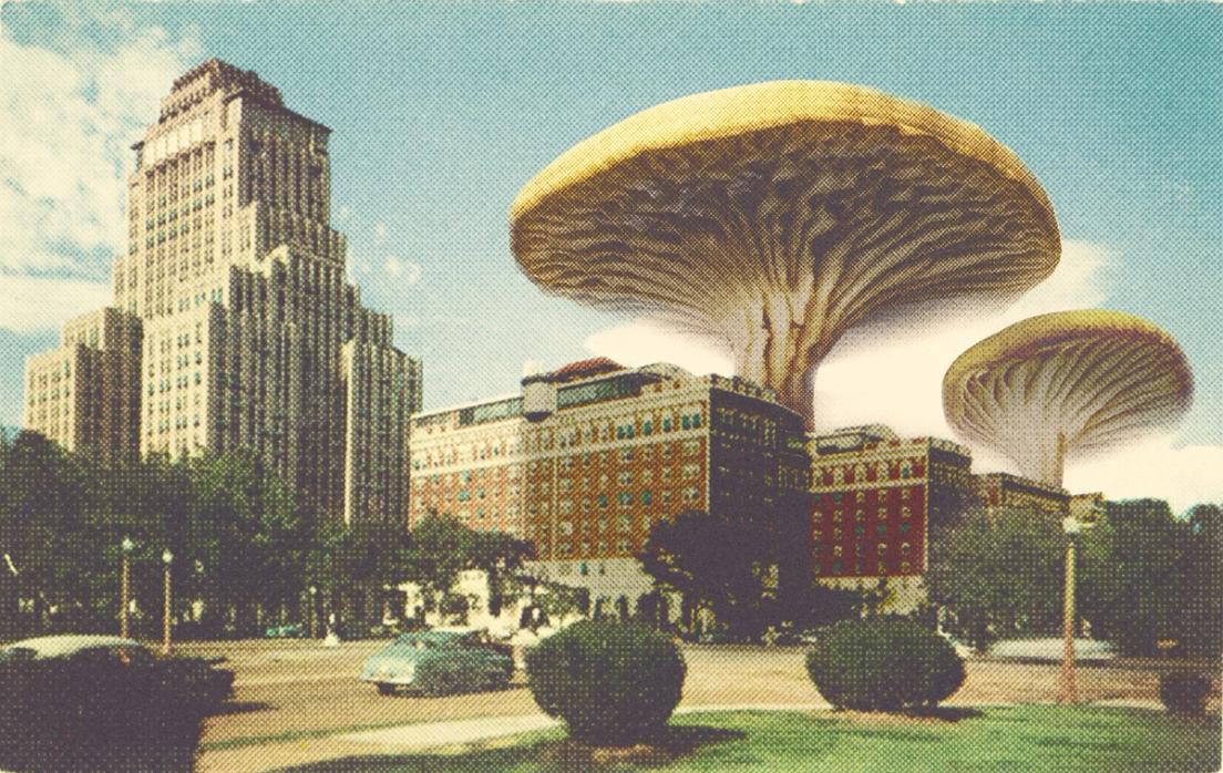 Invasive Oyster Mushrooms Are Thriving - Offrange