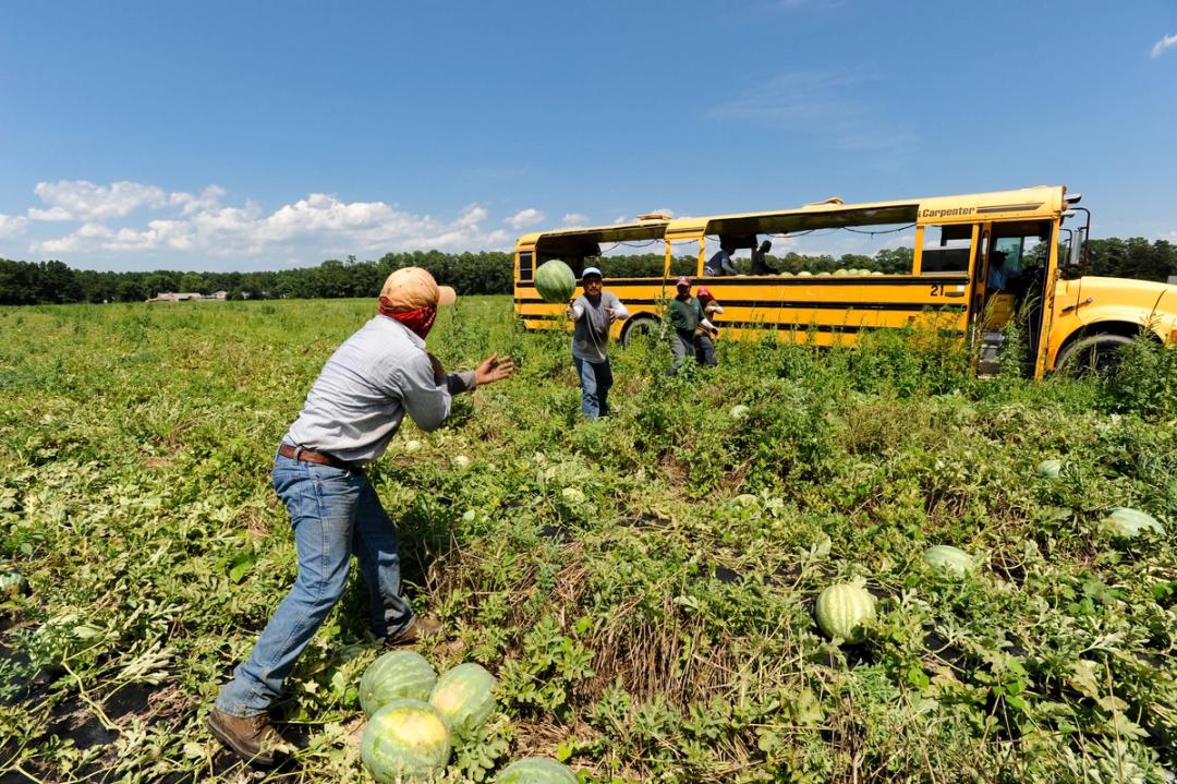 Hauling Watermelons in Souped-Up School Buses - Offrange