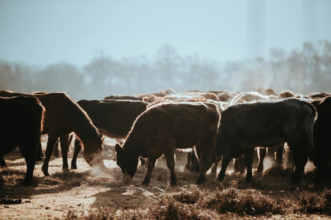 Feed Inventory Management: Setup, Best Practices and Calculations - Ambrook