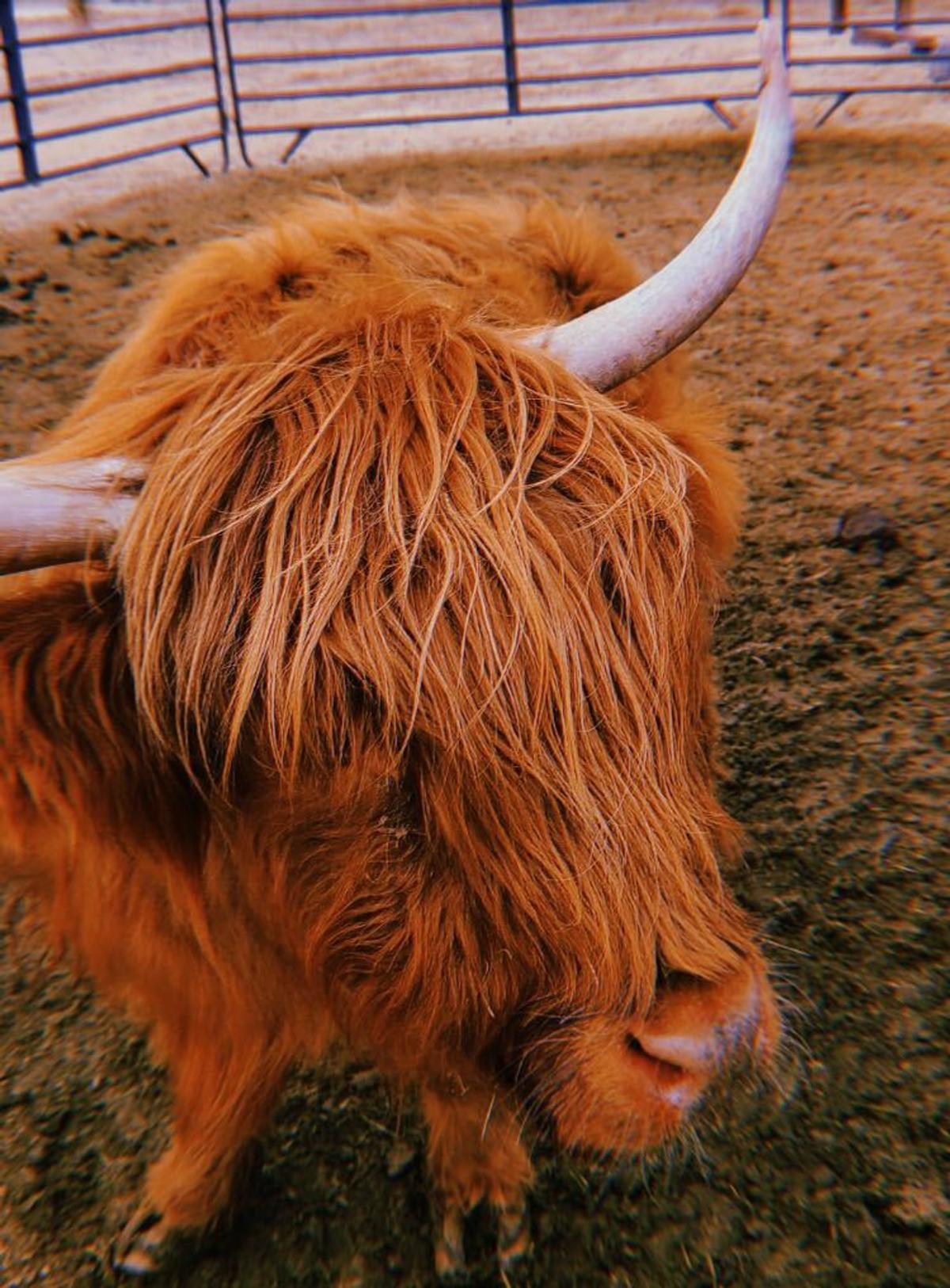 Water, Tourists, and Reindeer: How Windswept Ranch Built a Business ...