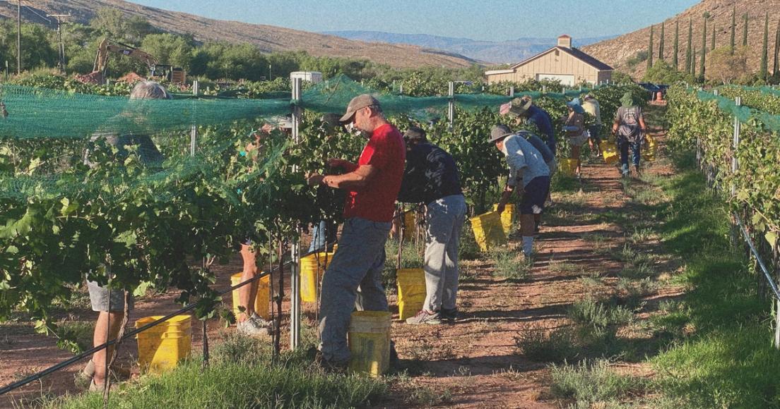 Growing Grapes in the High Desert - Offrange