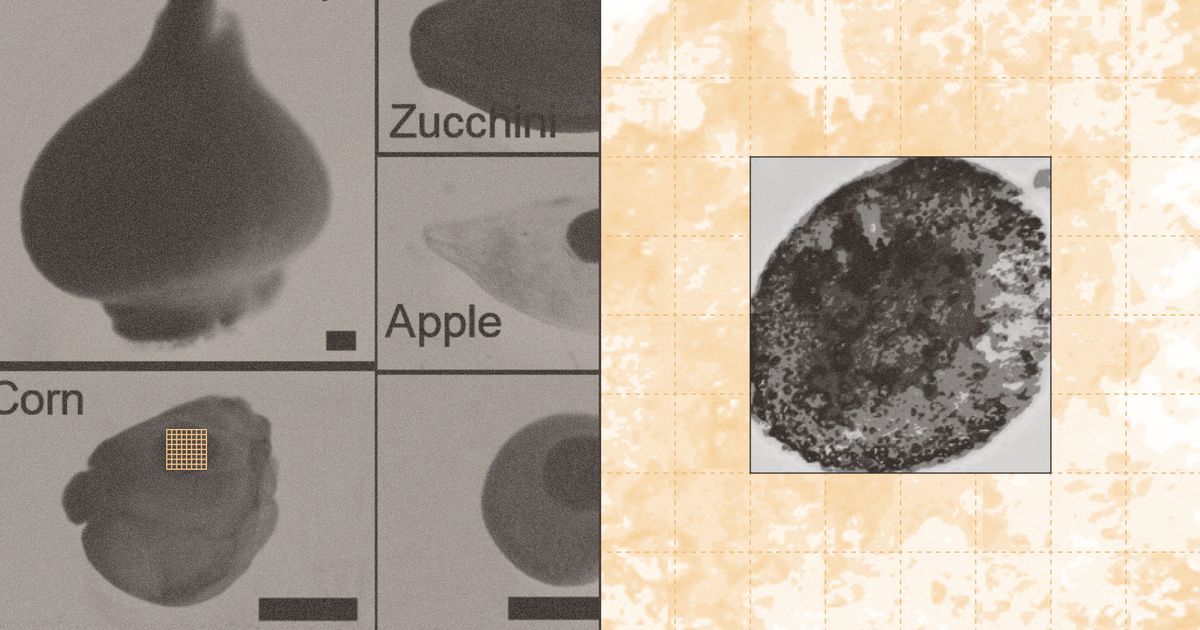 Counterfeit Seeds Are Taking Root Worldwide - Offrange