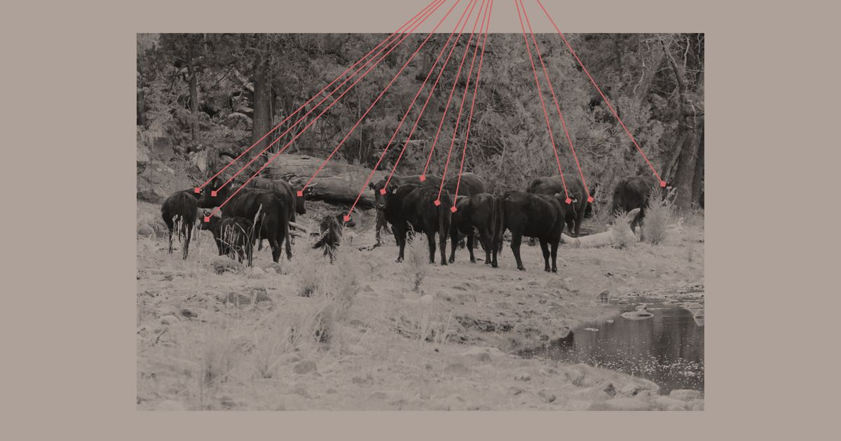 Shooting Feral Cattle From Helicopters - Offrange