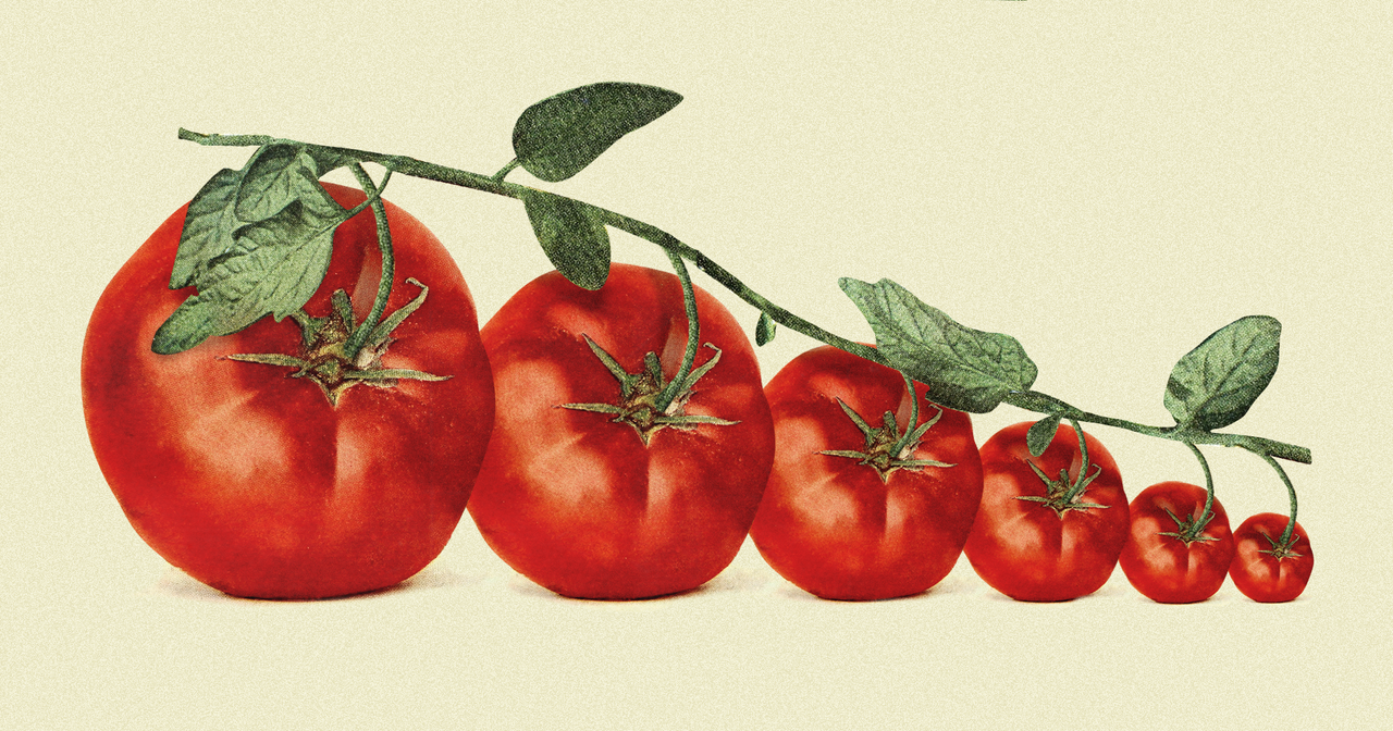 Do You Know How Tomatoes Taste? - Offrange