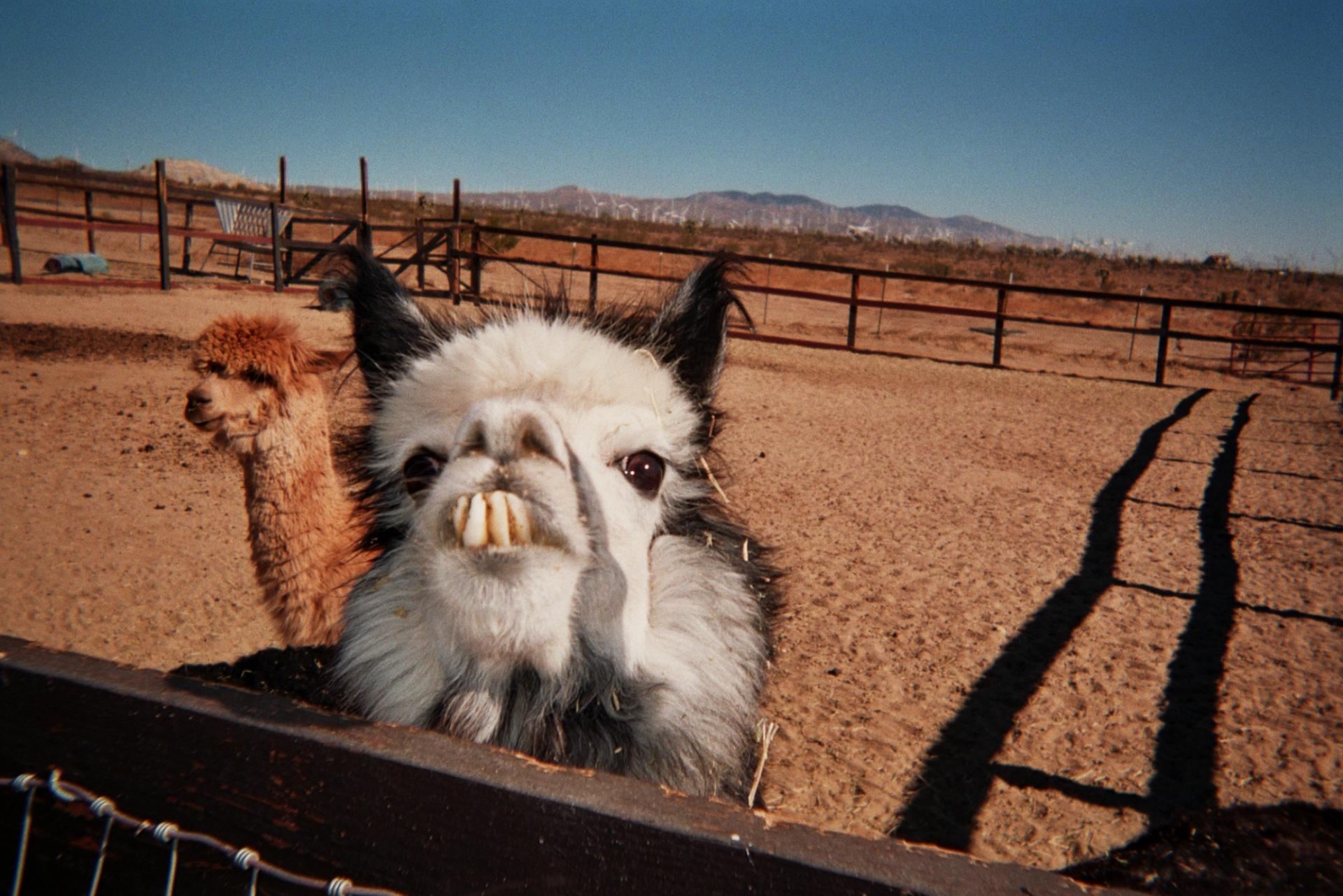 Water, Tourists, and Reindeer: How Windswept Ranch Built a Business ...