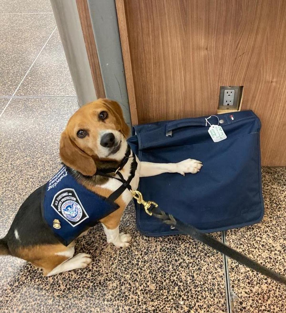 Meet the Elite Squad of Beagles Keeping U.S. Agriculture Safe - Offrange