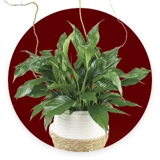 Hy-Vee Custom Flowers and Gifts | Made to Order Floral Bouquets, Plants ...