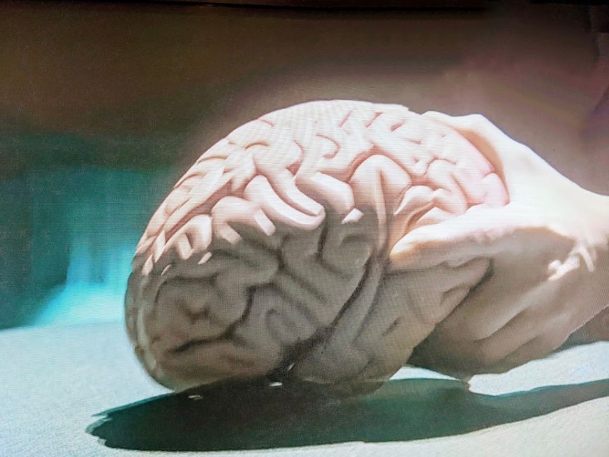 Remapping the brain’s map | Mind in Motion Online