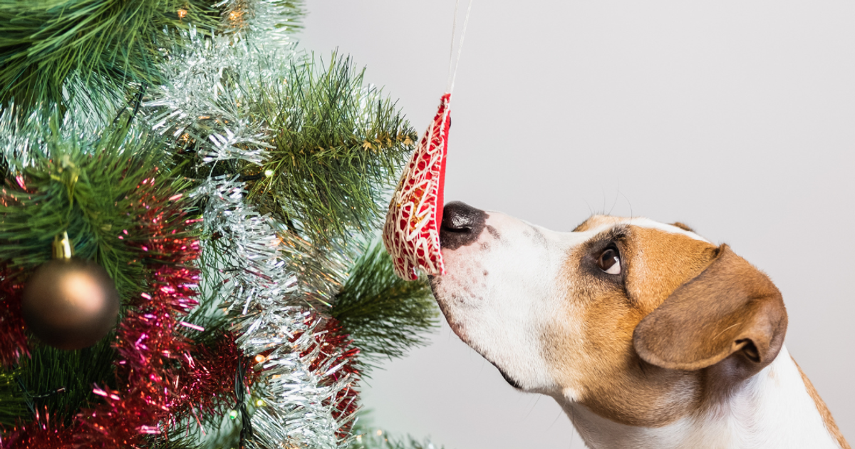 Your Dog’s Emotional Well-Being Over the Holidays