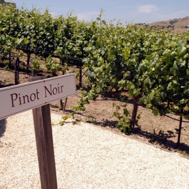 Australia's Best Pinot Noir Wines Revealed | The Neighbours Cellar