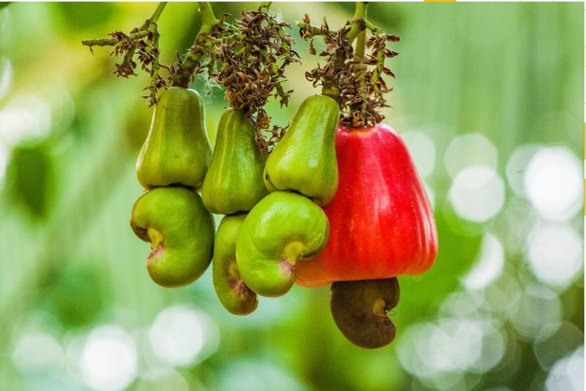 Hạt điều đến từ loại cây nào? Đặc điểm của cây điều & quả điều
