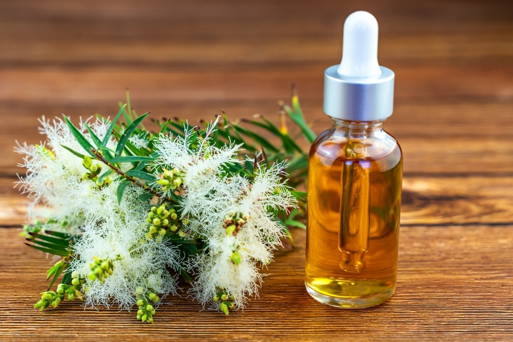 Tea Tree in K-Beauty: Anti-Inflammatory and Antimicrobial Powerhouse ...