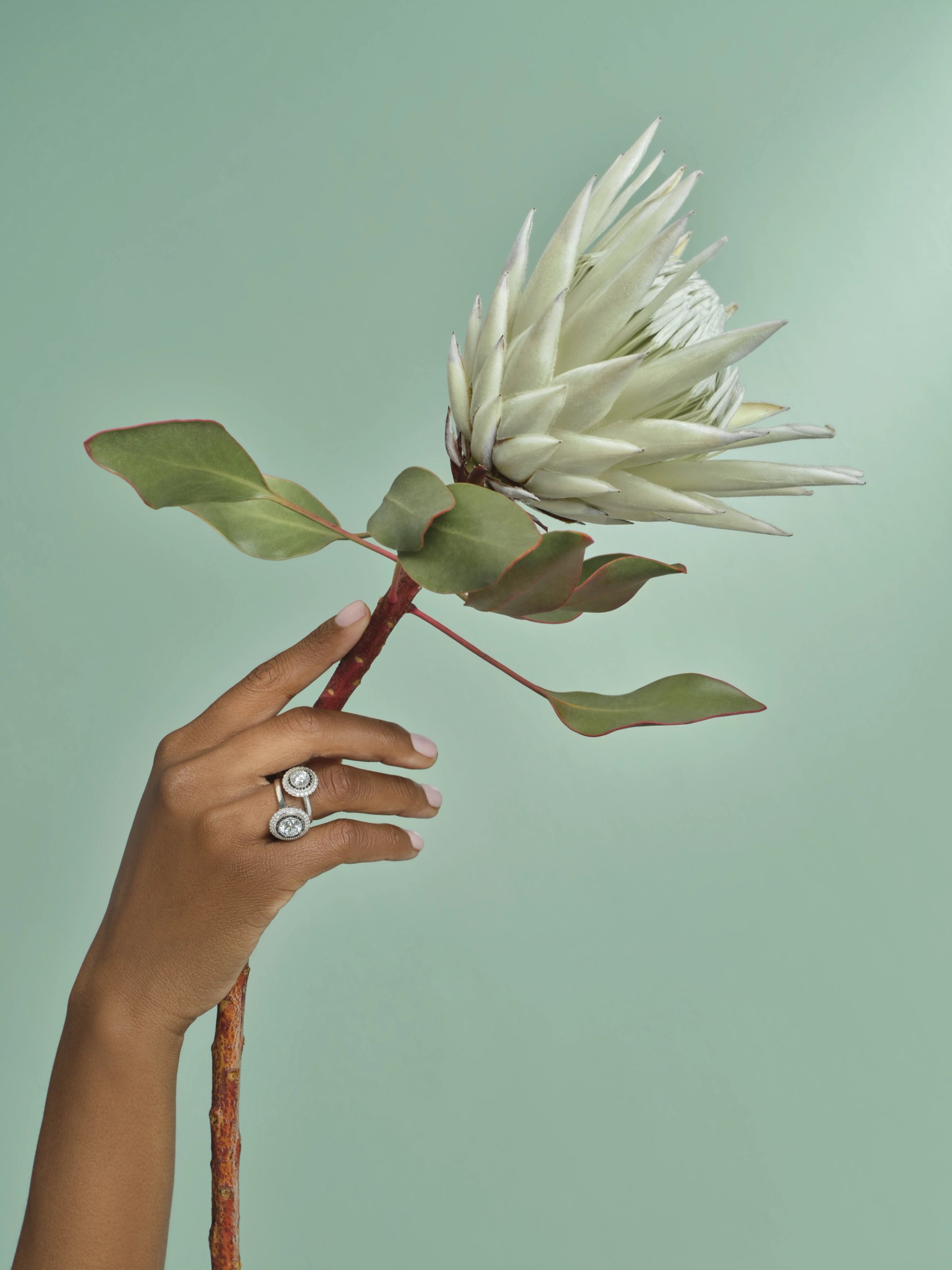 The Queen Protea Collection | 1896 | Luxury fine jewellery and watches
