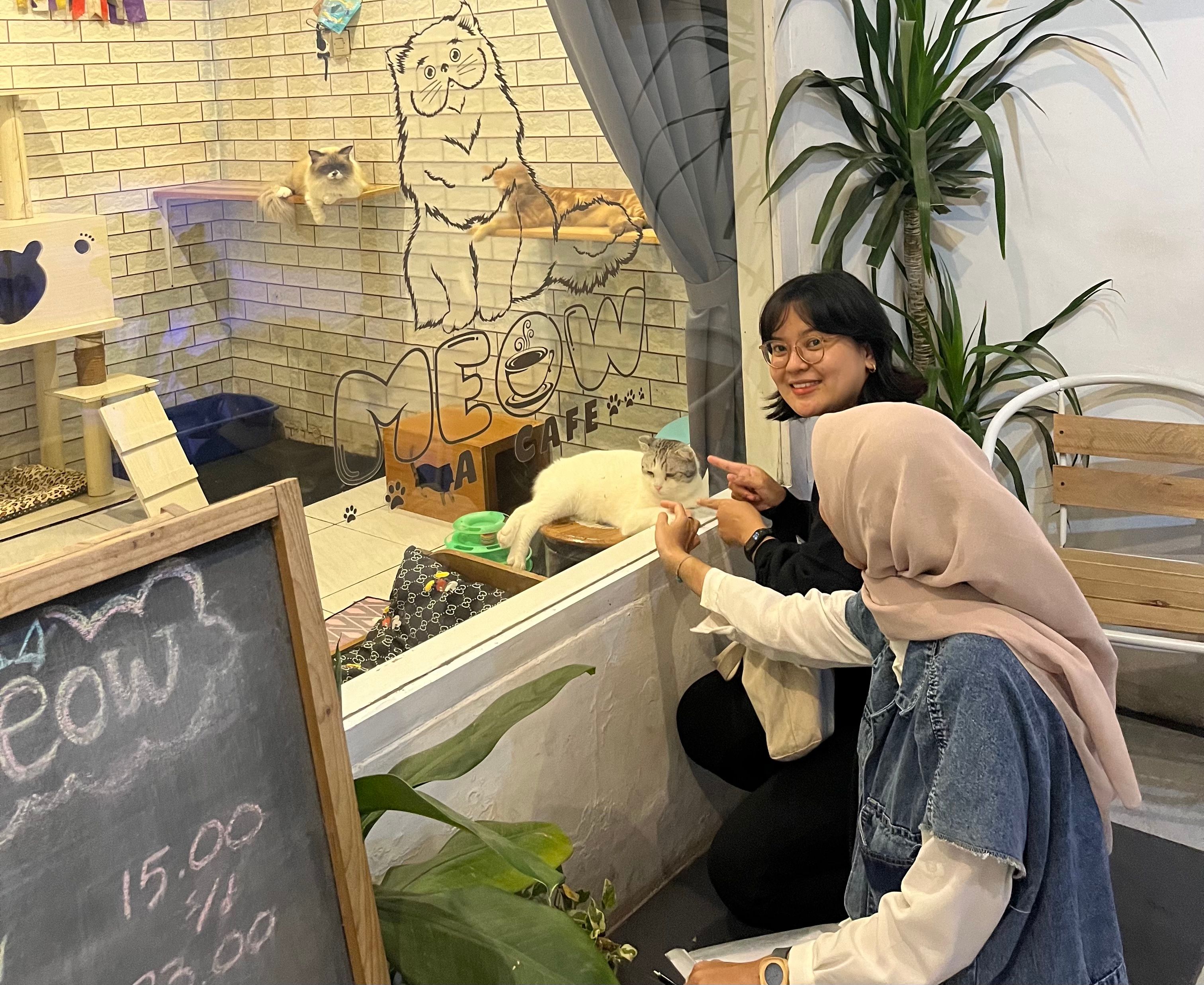 iLitterless - Mengintip Meow Cat Cafe: Kafe Kucing Pertama di Kota ...