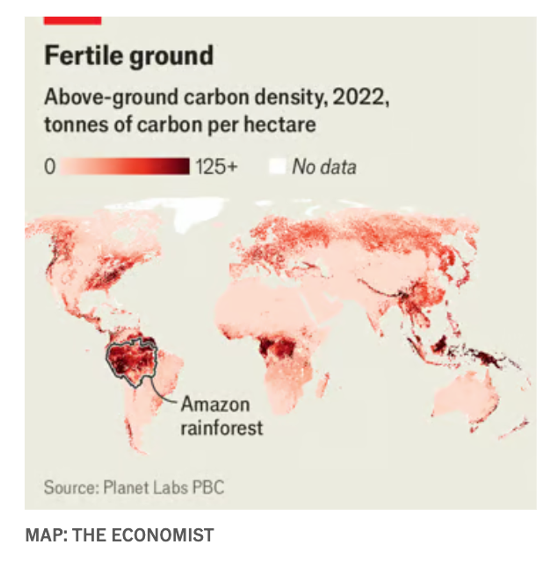 How Forest Carbon Data Helps Bridge Observation to Action