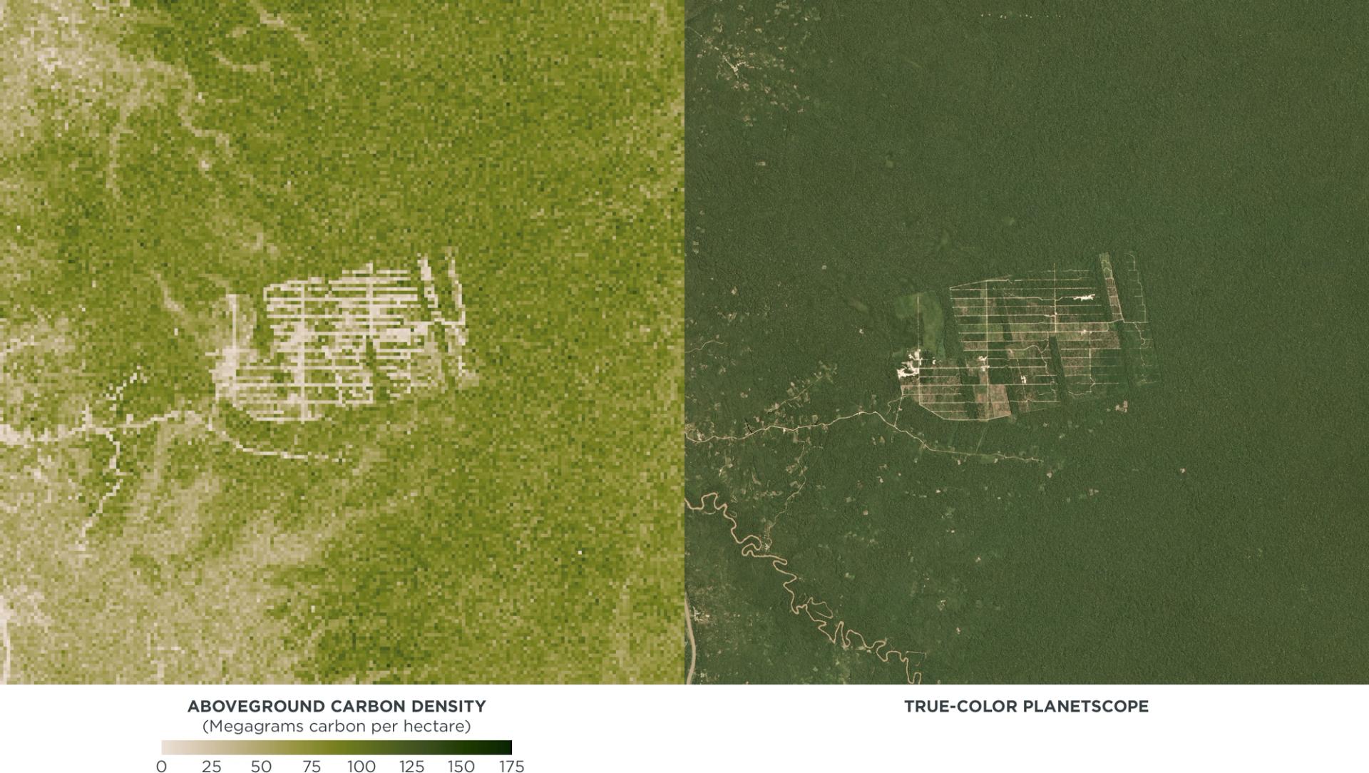 Developing the World’s First Indicator of Forest Carbon Stocks and ...