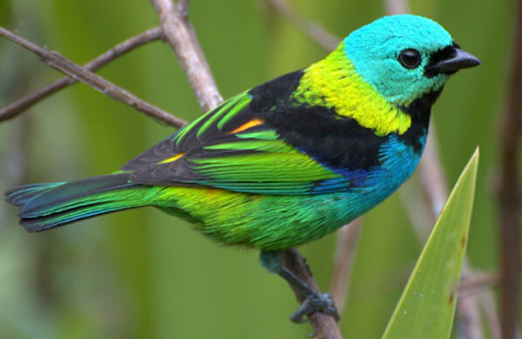 Celebrating One Year of Tanager-1