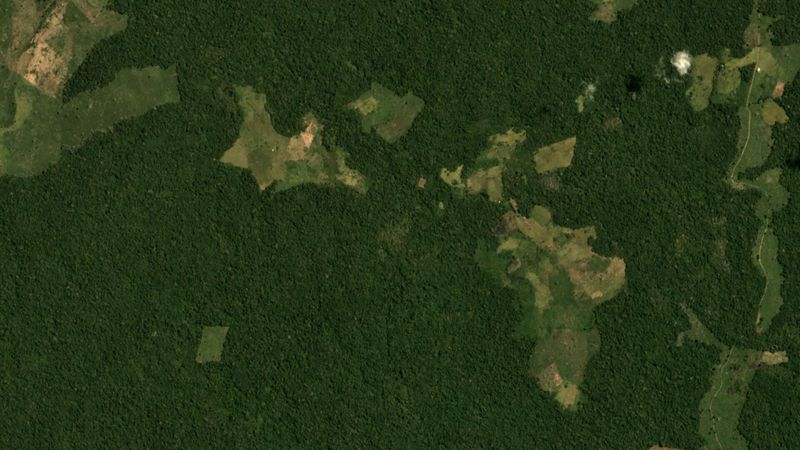 Forest Satellite Images for Sustainable Land Use from Planet | Planet