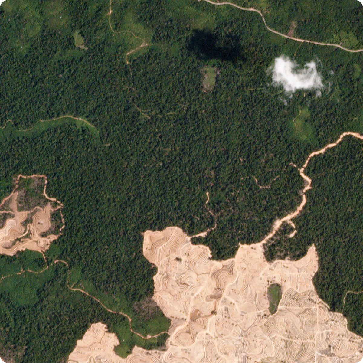 Forest Satellite Images for Sustainable Land Use from Planet | Planet