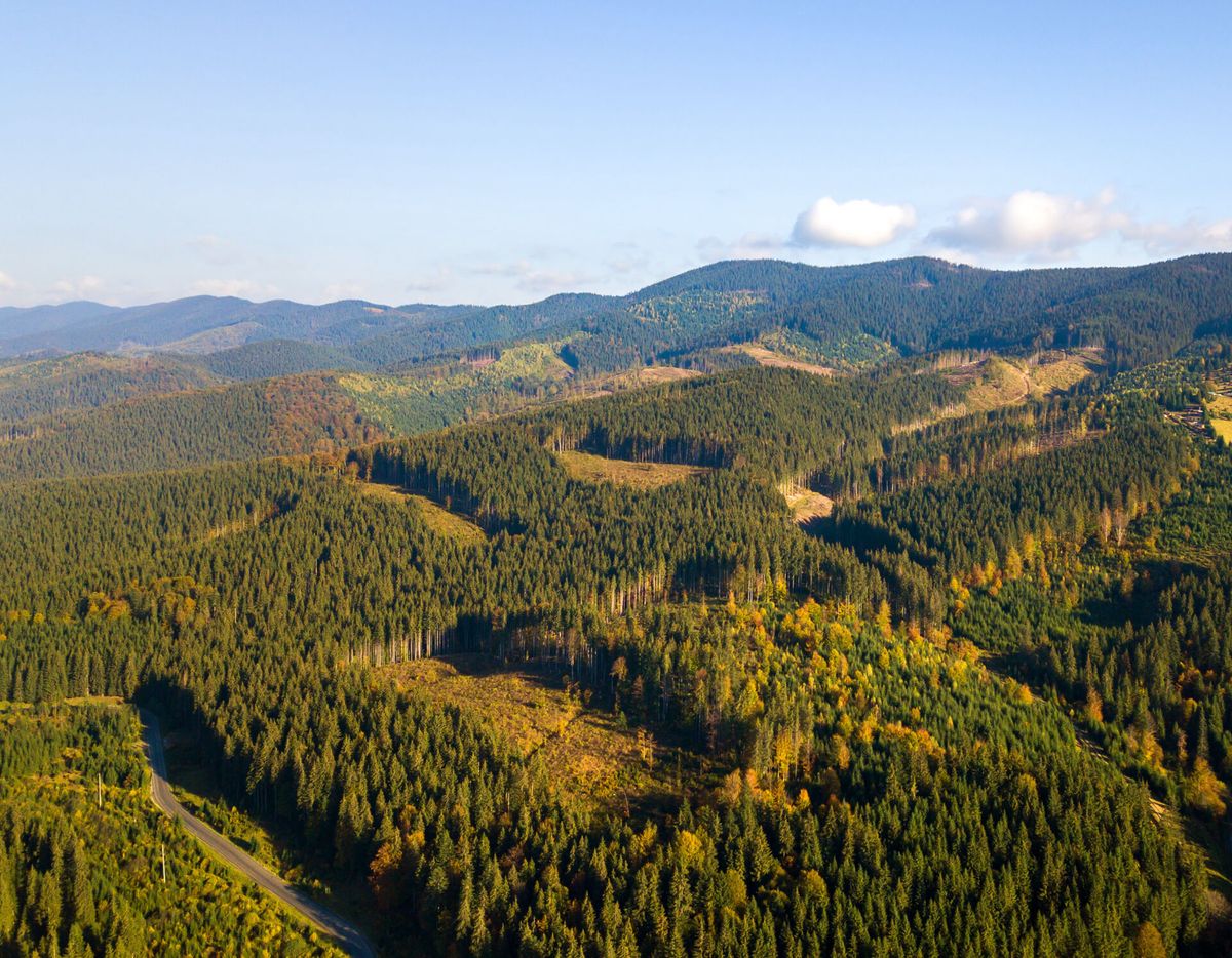 Forest Satellite Images for Sustainable Land Use from Planet | Planet