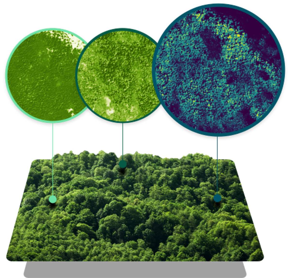 Forest Carbon: Reliable, Scalable Carbon Estimates | Planet