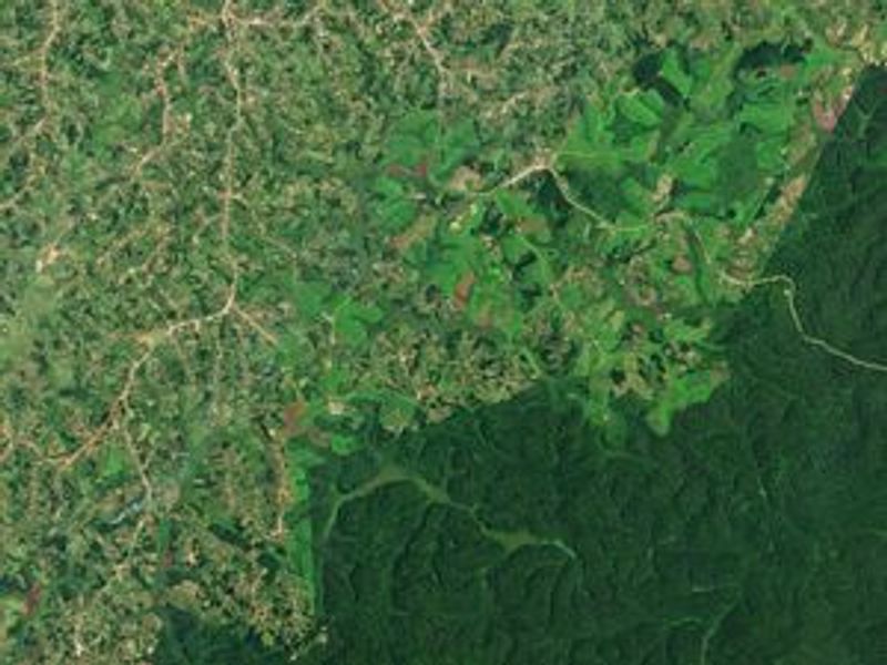 Tropical Forest Observatory: High-resolution satellite monitoring for ...