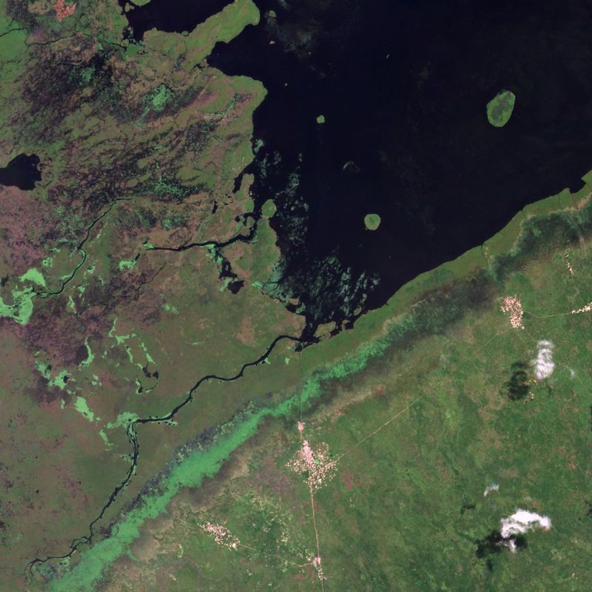 Tropical Forest Observatory: High-resolution satellite monitoring for ...