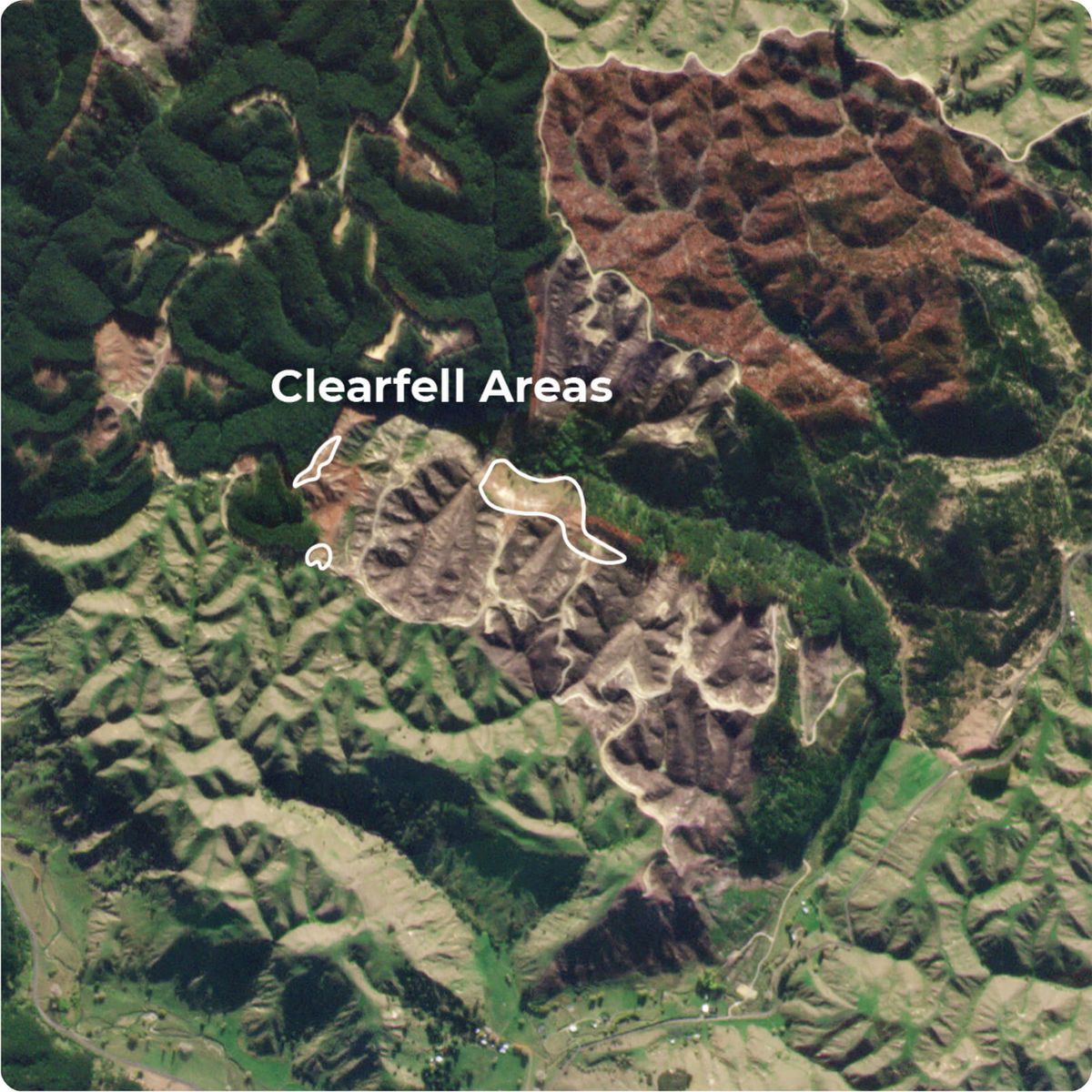 Forest Satellite Images for Sustainable Land Use from Planet | Planet