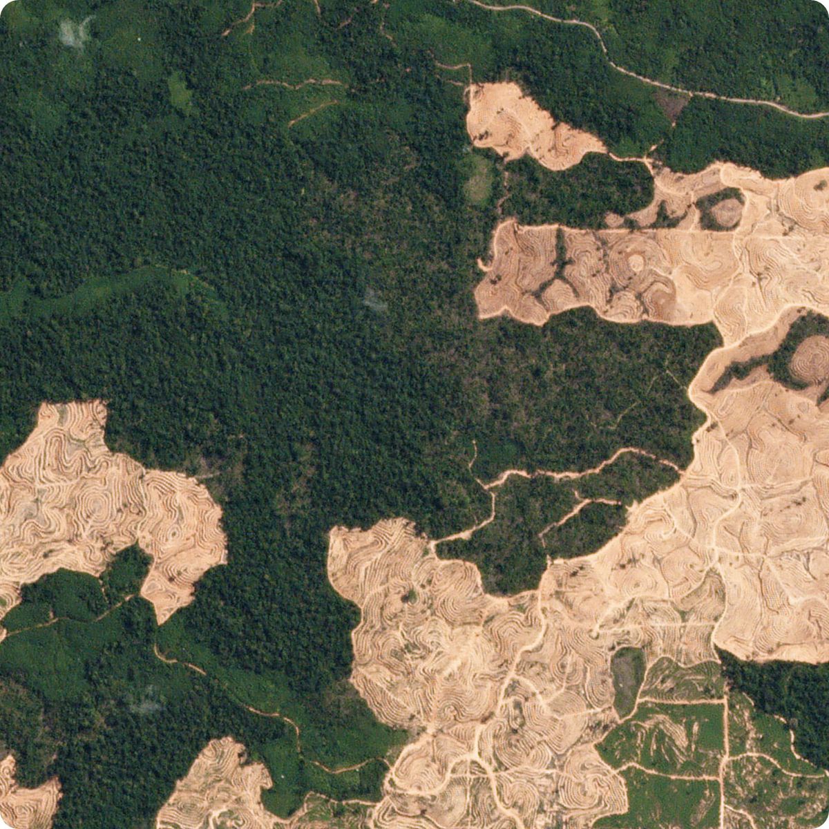 Forest Satellite Images for Sustainable Land Use from Planet | Planet