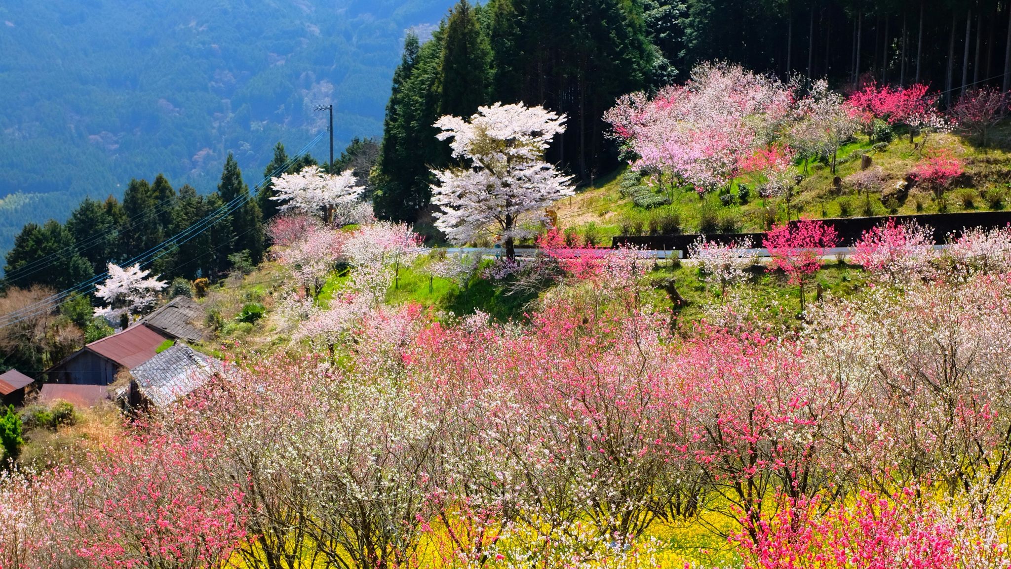 Experiencing Japan's Four Seasons Through Its Biggest Celebrations ...