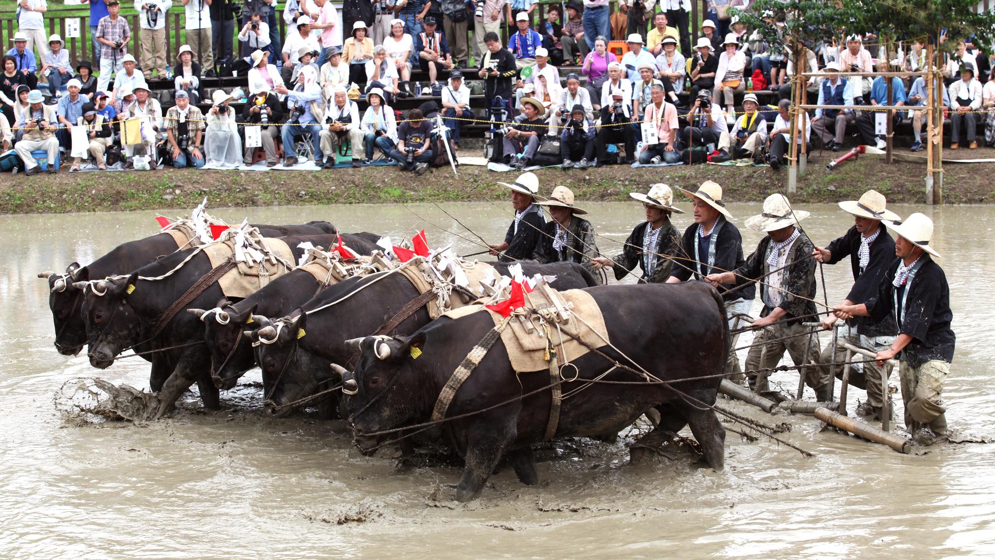 Doronko Festival | Hey Japan!