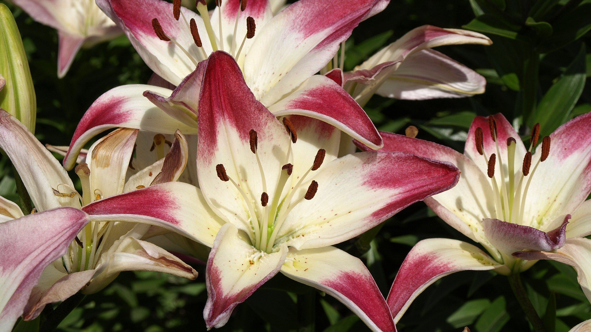 Lily festival | Hey Japan!