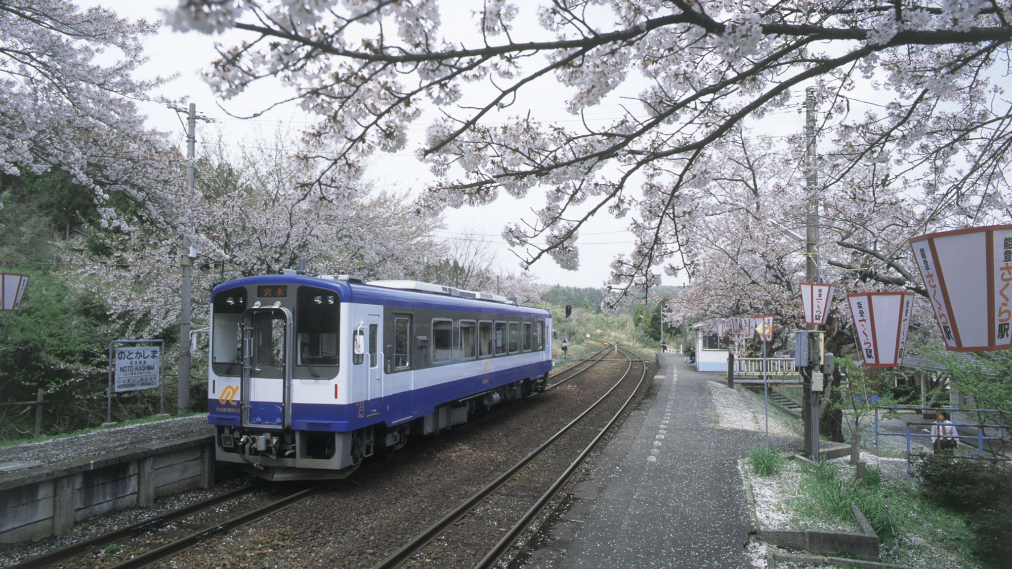 Noto-Kashima Station Cherry Blossoms | Hey Japan!