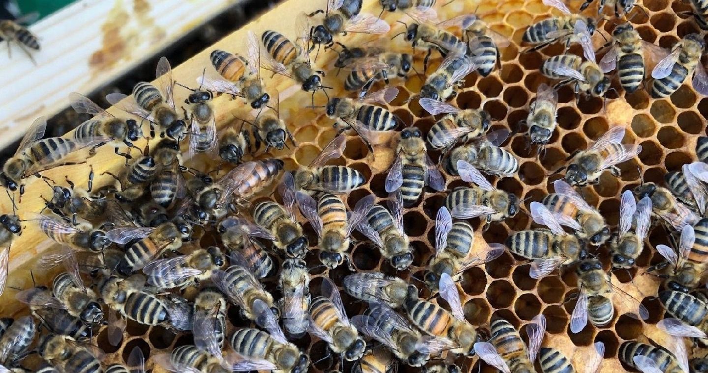 Here’s How Honeybees Fly in Windy Conditions | American Physical Society