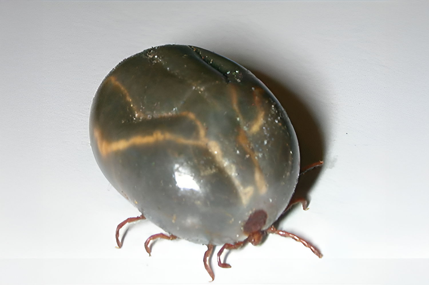 A New Tick That Reproduces Without Mating Just Arrived in Michigan ...