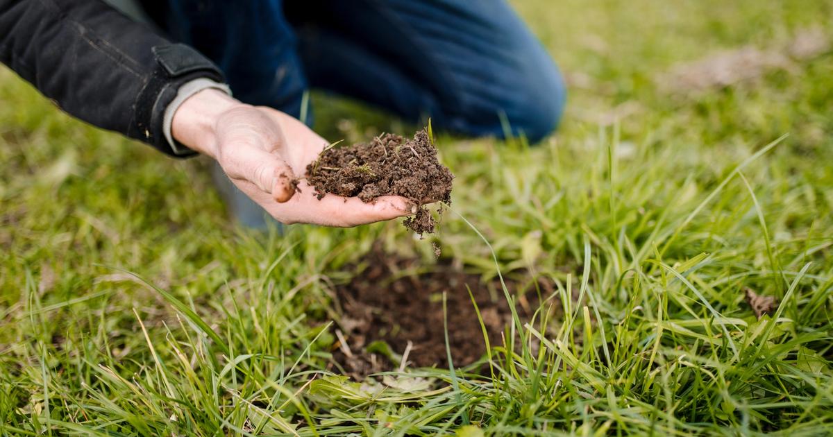 Nieuwe campagne: Loverendale- Ter Linde– aardpeer
