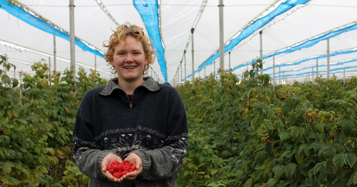 Fruittuin Fruitweelde | Willemien– aardpeer