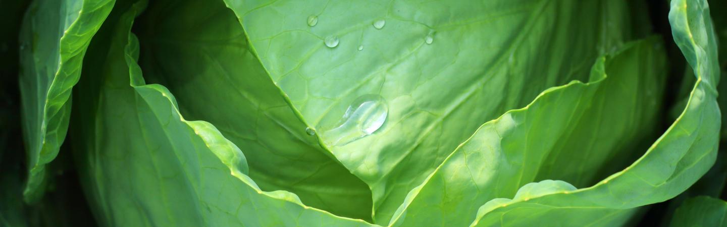 Our Products | Manor Fresh