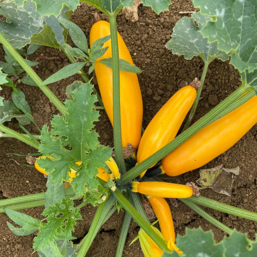 Welcome to Manor Fresh | Potato and Vegetable Supplier | Spalding ...