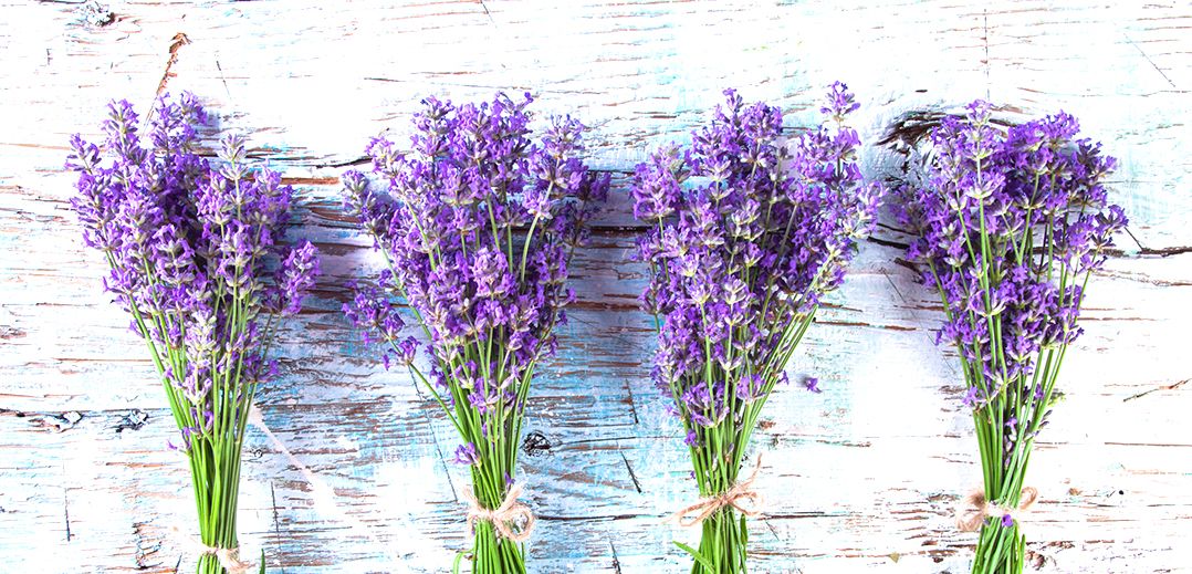 Lavanda, el calmante natural