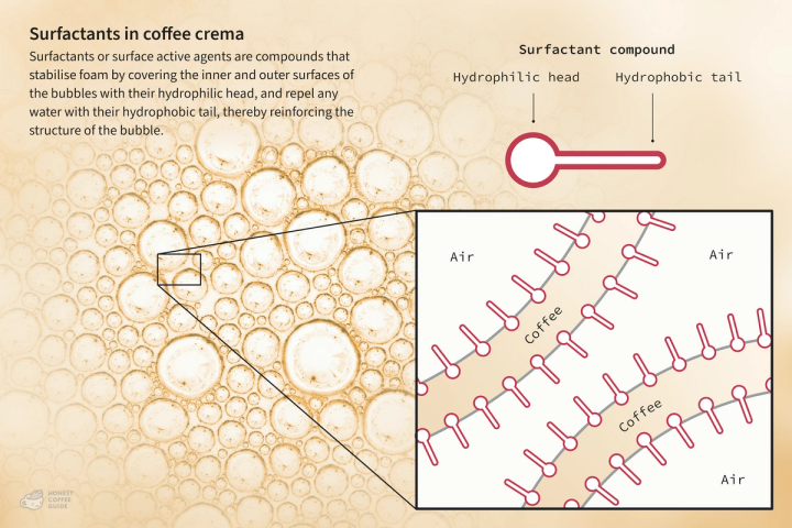 What is Coffee Crema? | Honest Coffee Guide