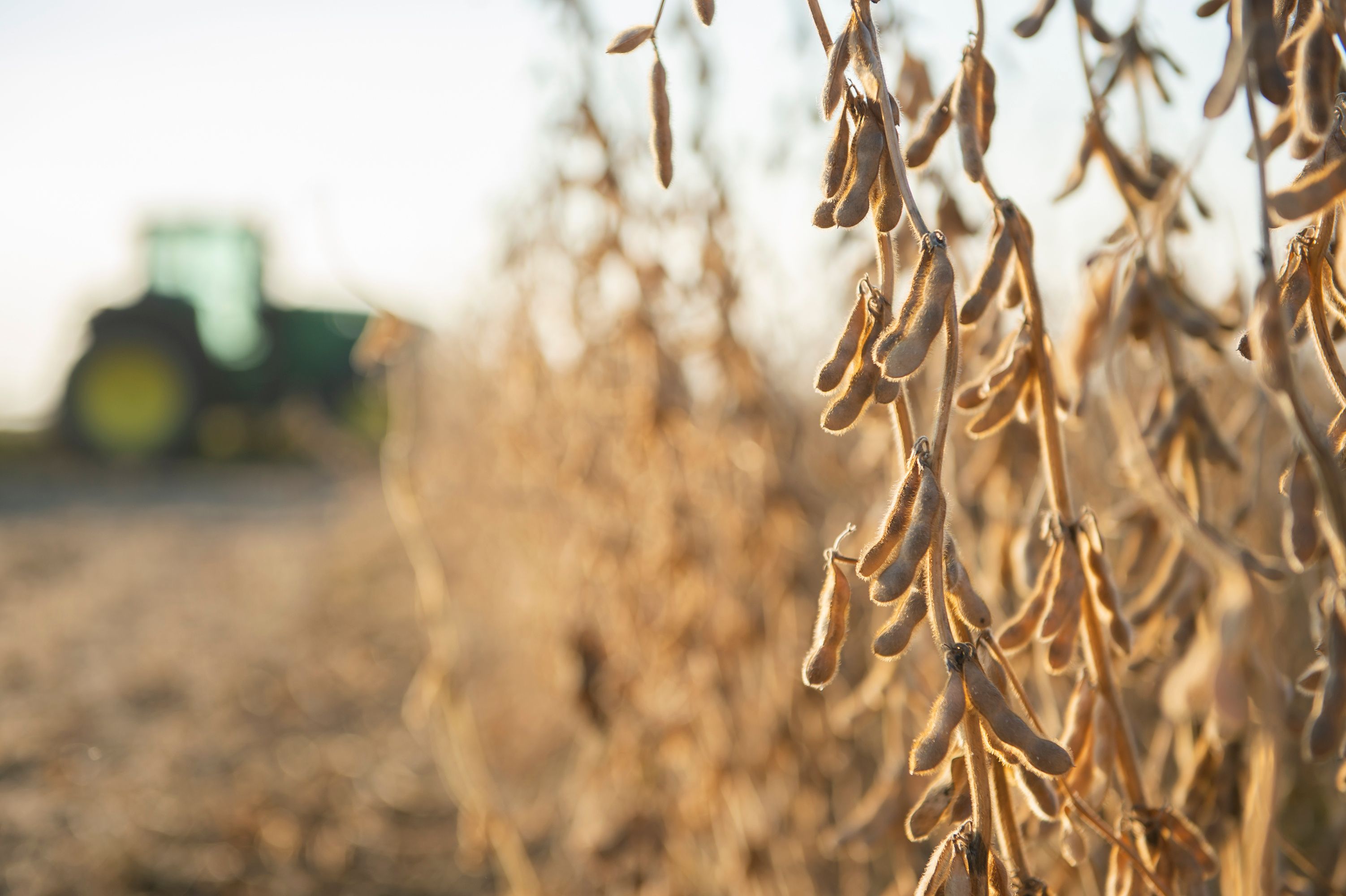 Seed | CNI Ag