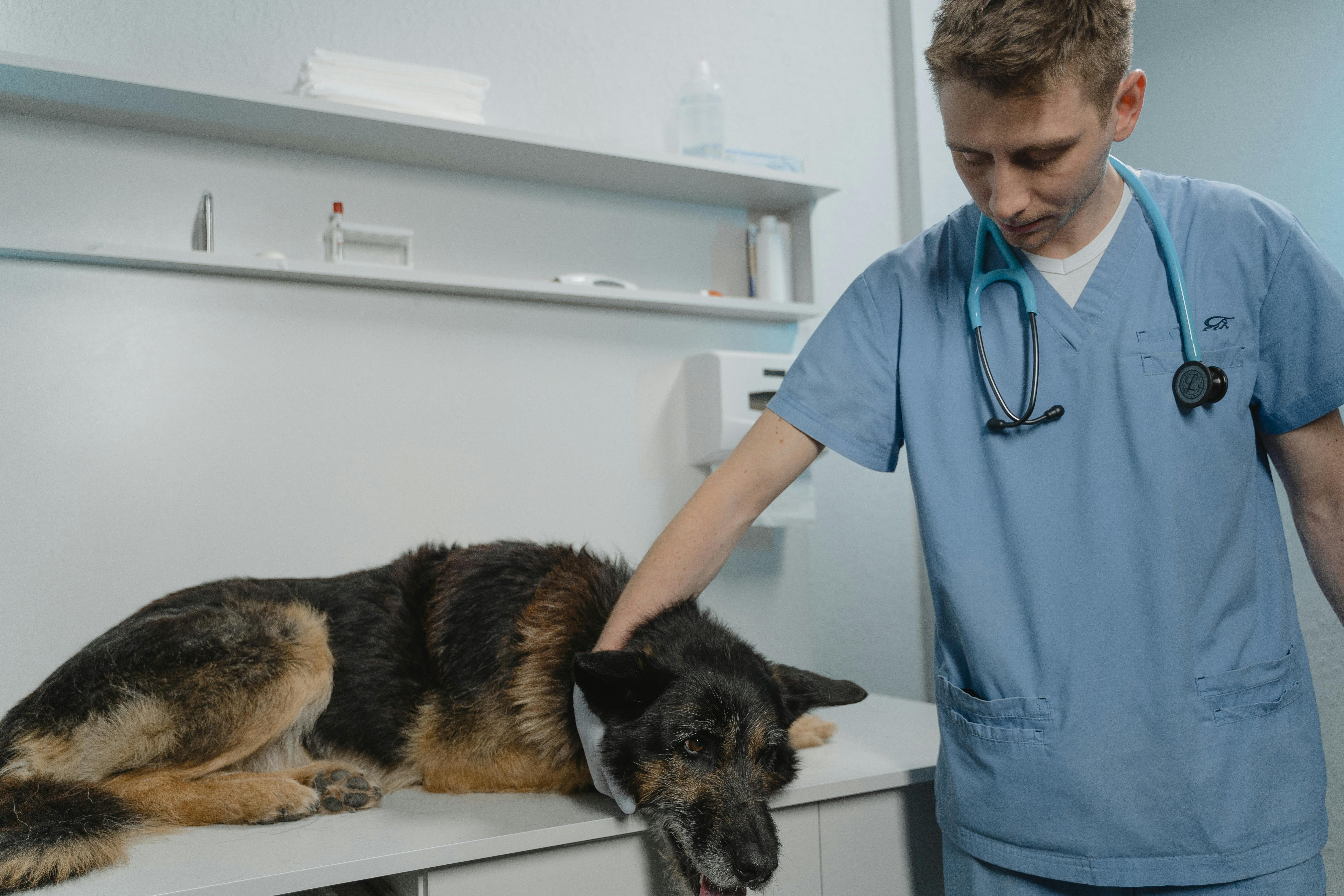 Dog Shot Record: Simplify Your Pet’s Vaccination Management with PawTrack