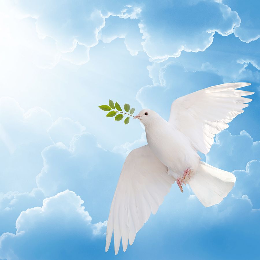 International Day of Peace | Trusted Psychics