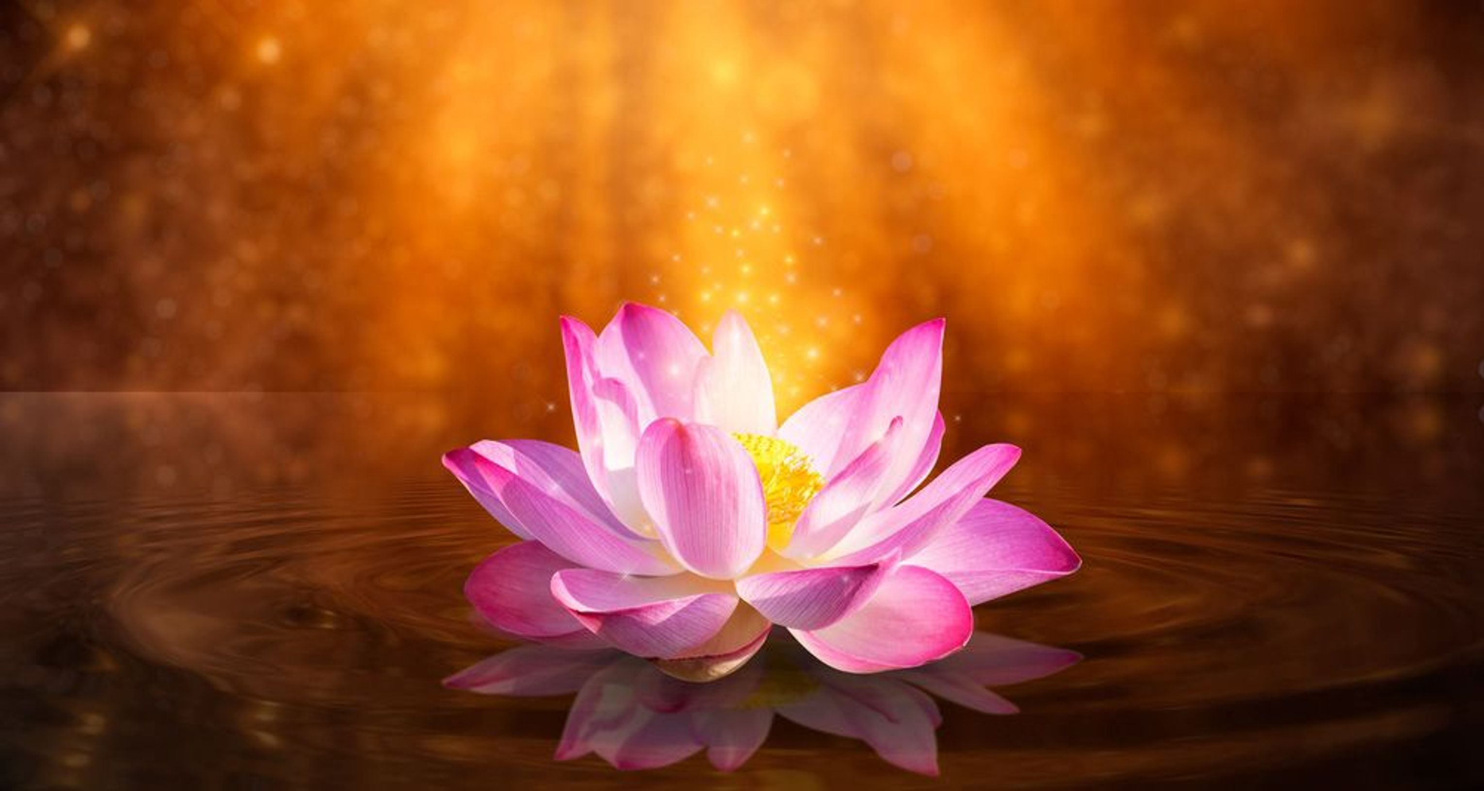 Spiritual Flowers | Spiritual Meaning | Trusted Psychics