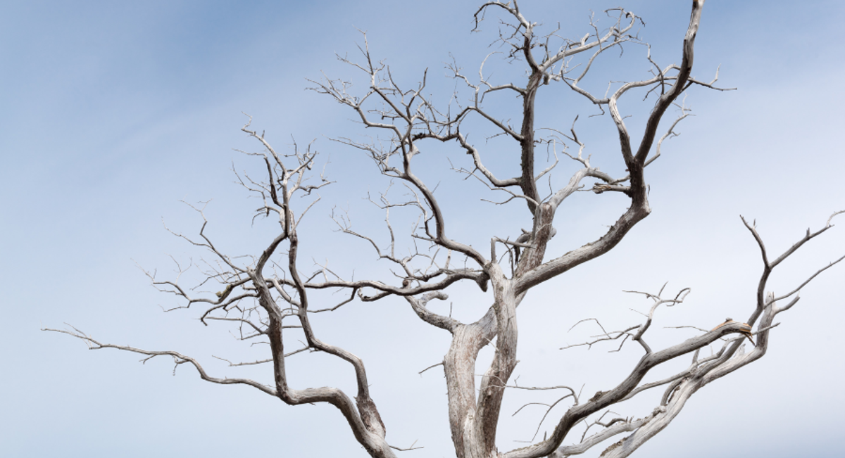 How To Kill A Tree: 10 Common Tree Planting Mistakes