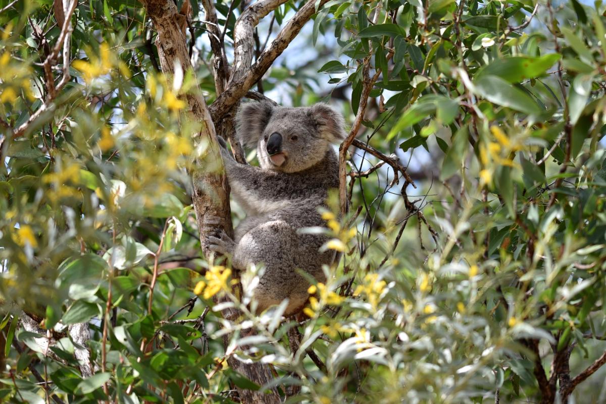 NSW Koala Management Strategy And Proposed Habitat Maps | Landchecker