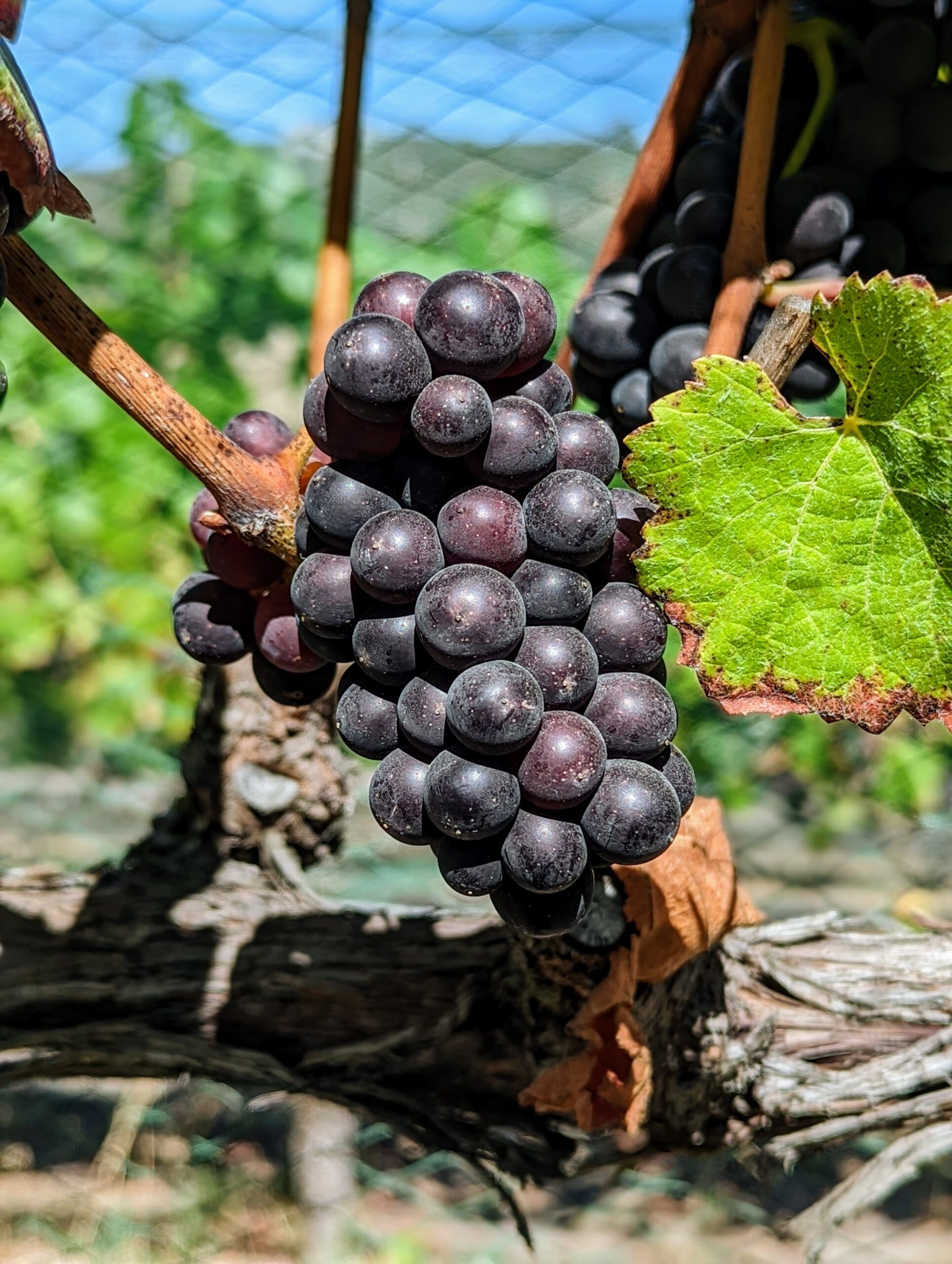 Please the Palate Wine of the Week: Etnyre Wines! · Etnyre Wines